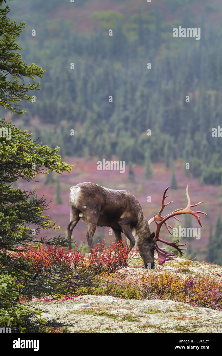 Caribou eating lichen hi-res stock photography and images - Alamy