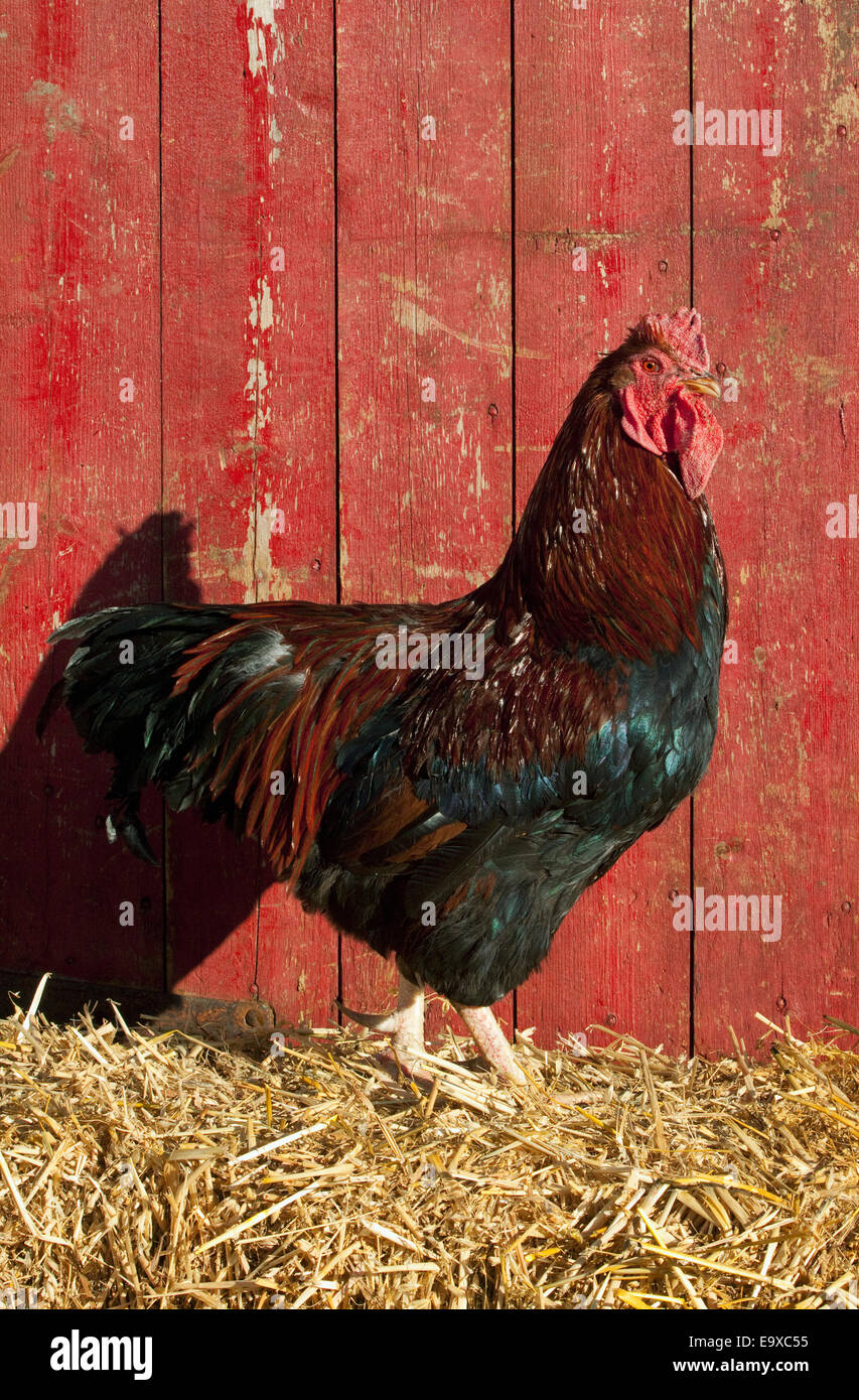 Livestock - Red Dorking rooster standing on hay in front of red barn ...