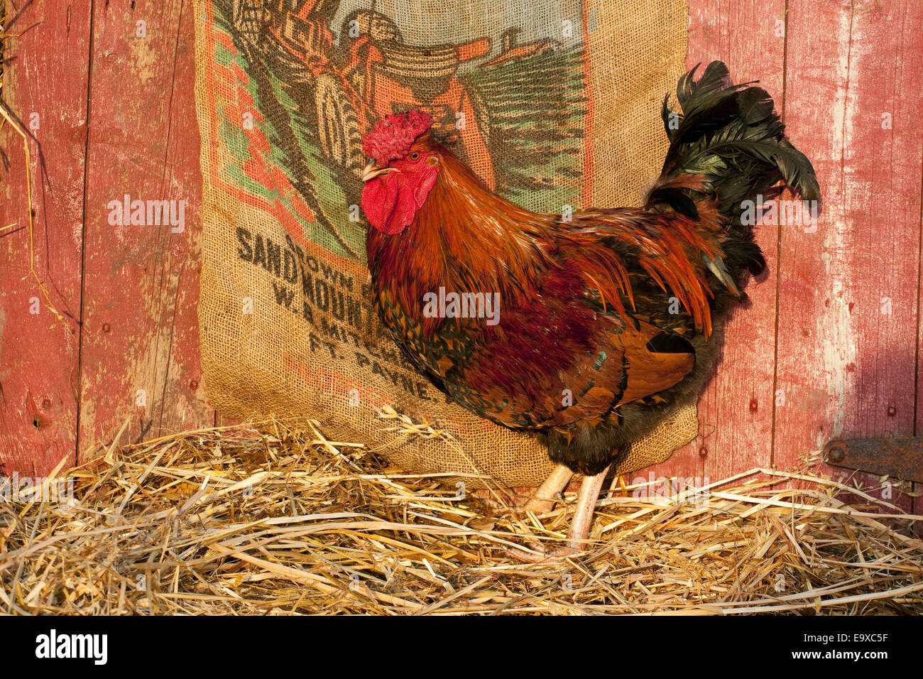 Livestock - Wyandotte rooster standing in straw with an old burlap feed ...
