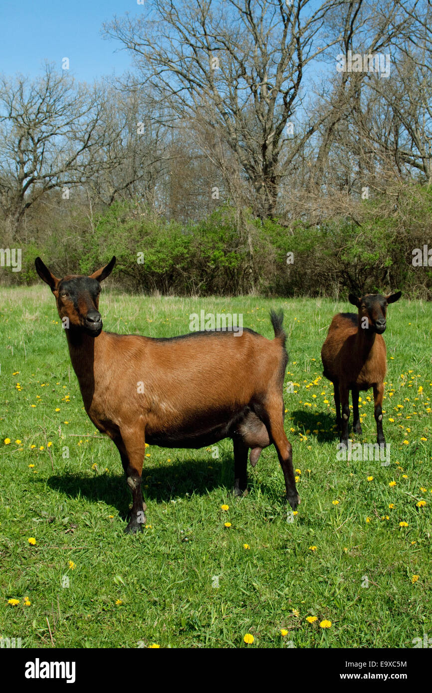 Oberhasli Dairy Goat