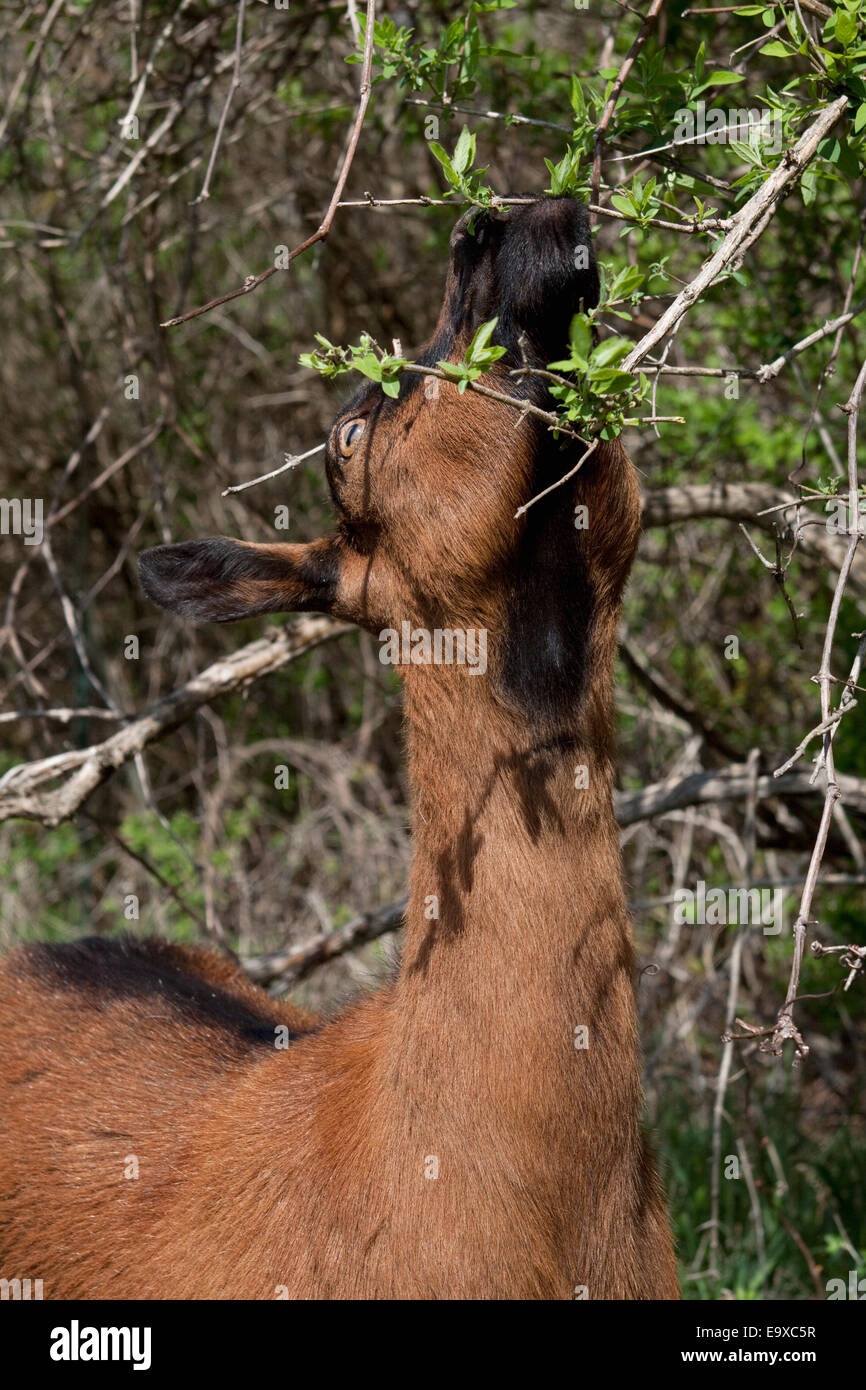 Bush goat hi-res stock photography and images - Alamy