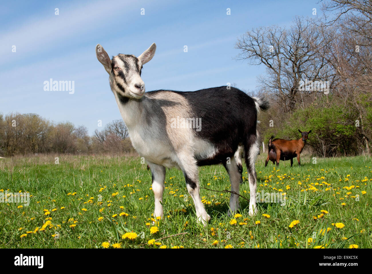 Female black alpine goat hi-res stock photography and images - Alamy