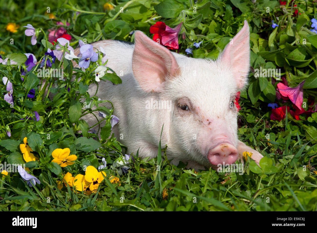 Piglets in green grass and flowers hi-res stock photography and images ...