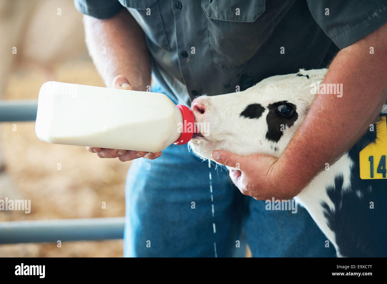 Calf being fed with a bottle at a dairy farm; Clarksville, Maryland ...