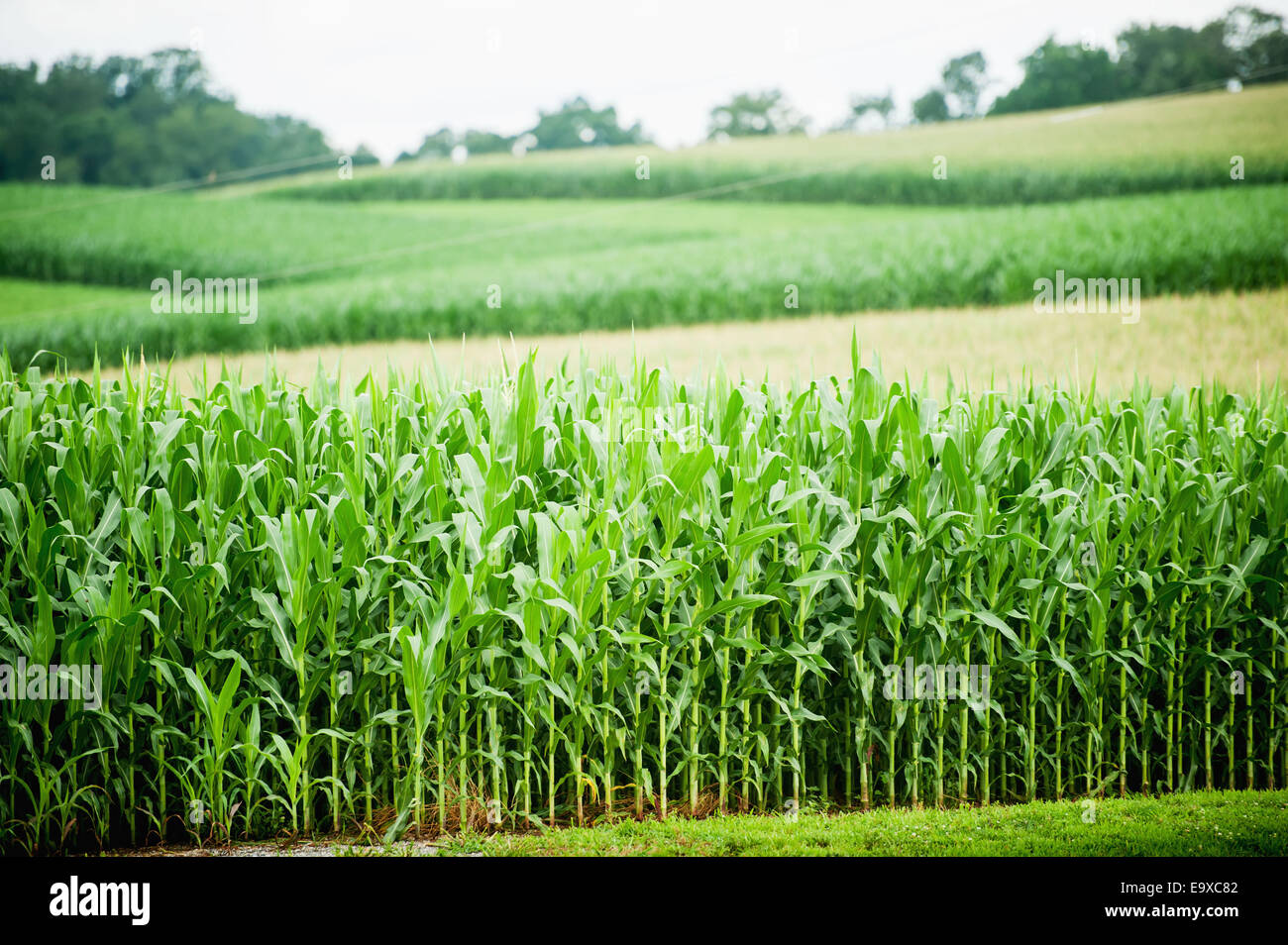 Corn field; Brouge, Pennsylvania, United States of America Stock Photo ...