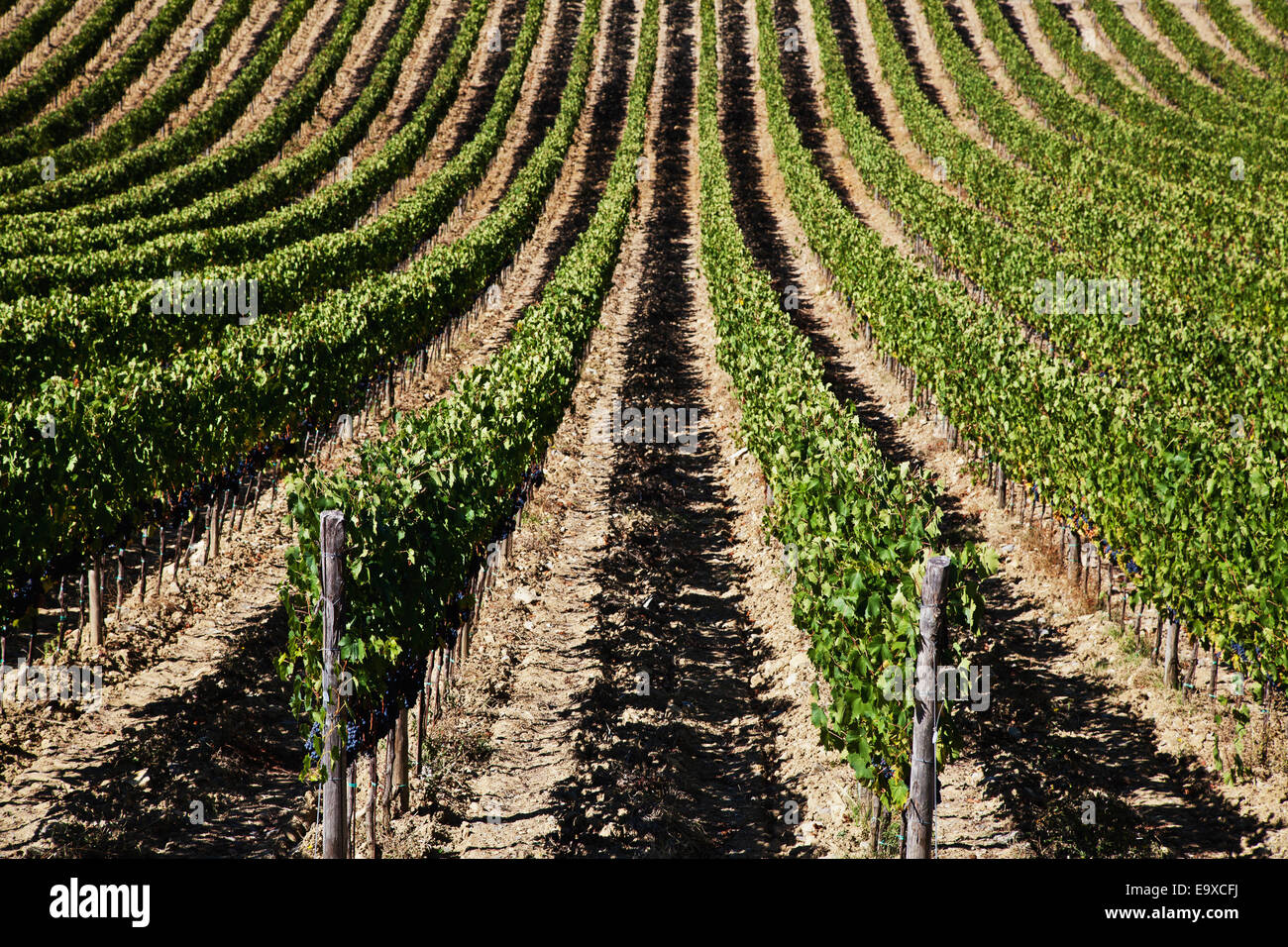 Vineyard pattern hi-res stock photography and images - Alamy