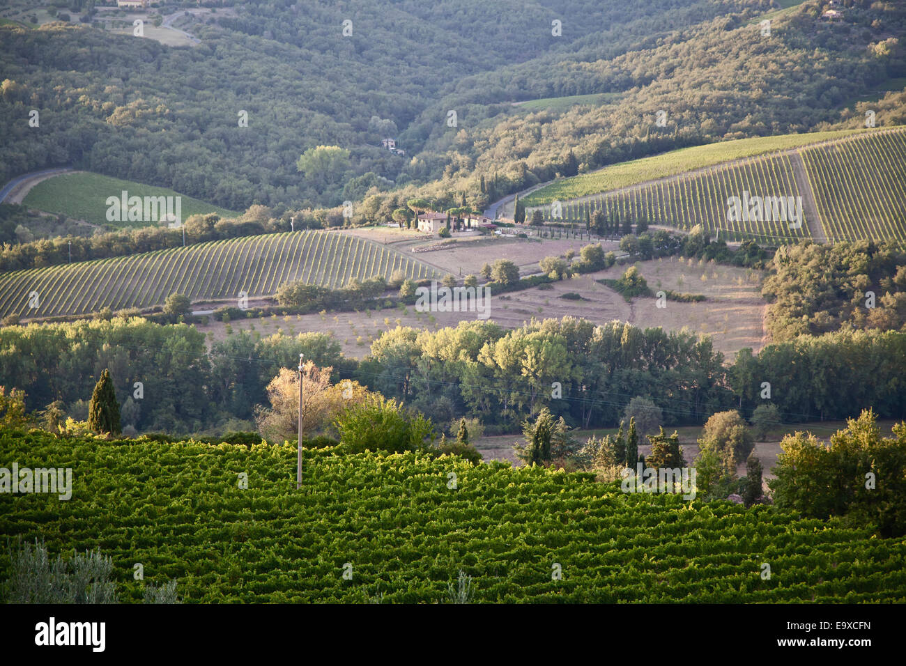 Vineyard on the rolling hills; Chianti, Tuscany, Italy Stock Photo - Alamy