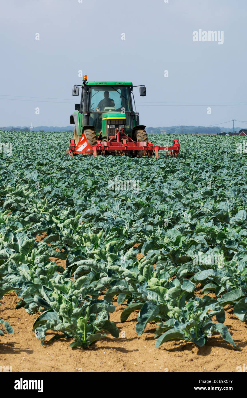 Kent arable crop hi-res stock photography and images - Alamy