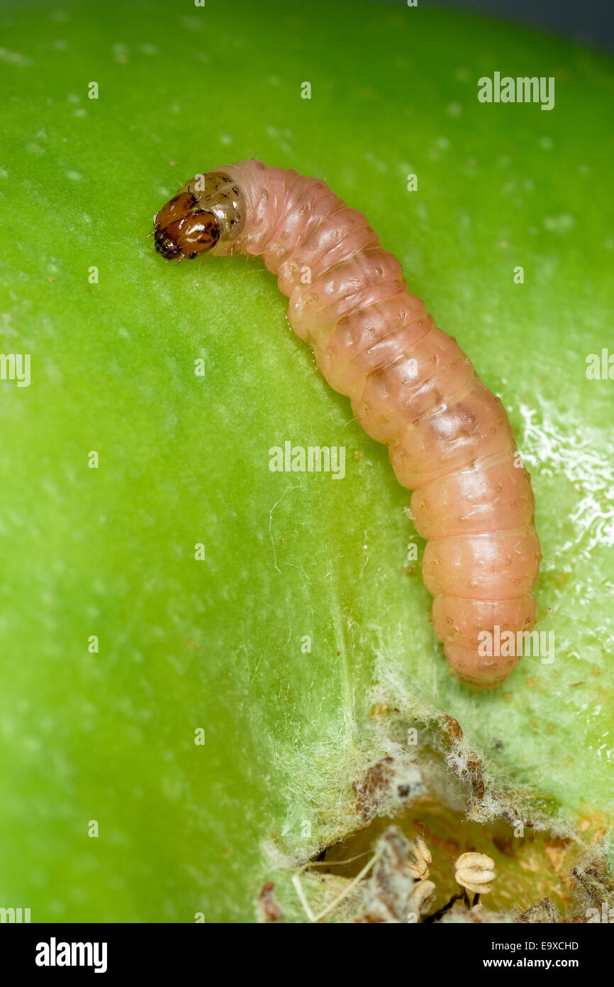 Agriculture - Closeup of a Codling Moth larva (Cydia pomonella) on a ...