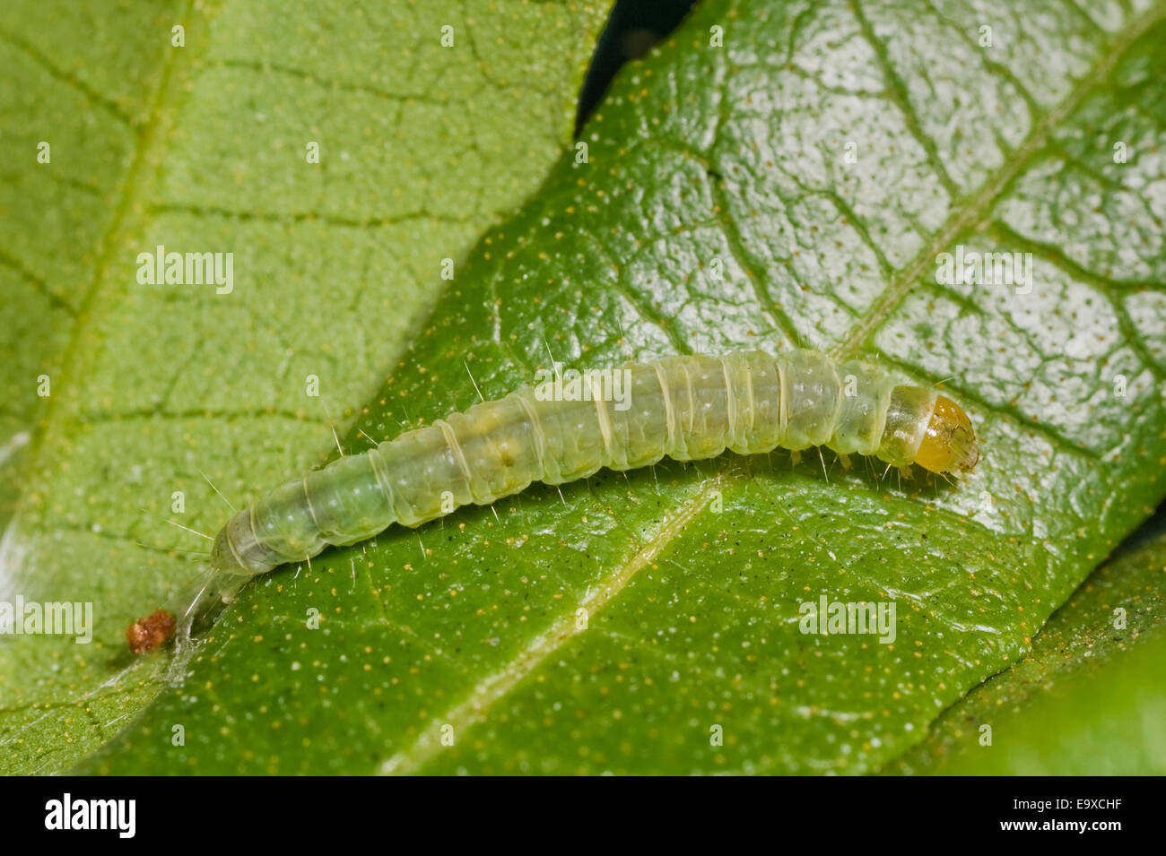 Agriculture - Closeup of a Light Brown Apple Moth larva (Epiphyas ...