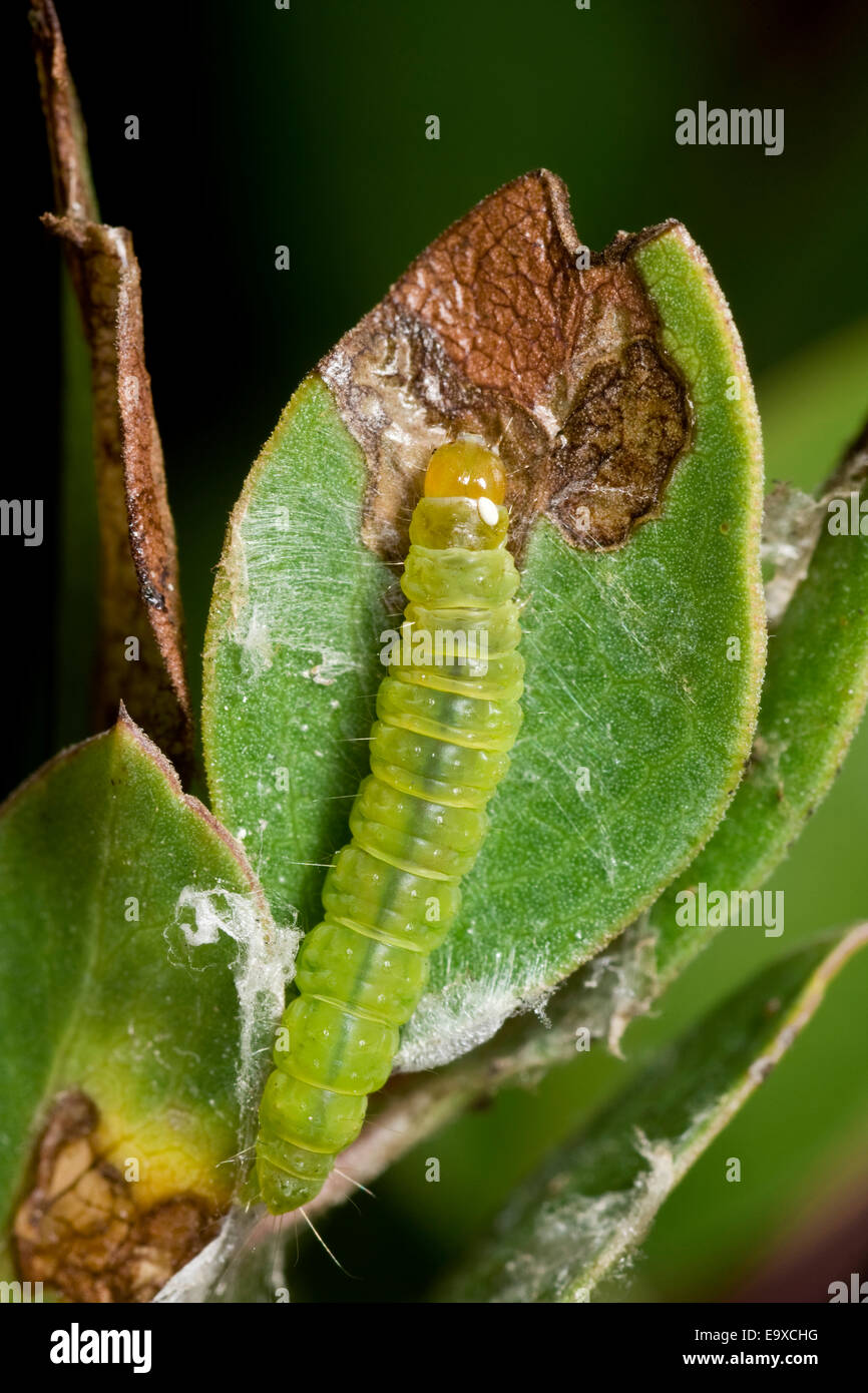 Agriculture - Closeup of a Light Brown Apple Moth larva (Epiphyas ...