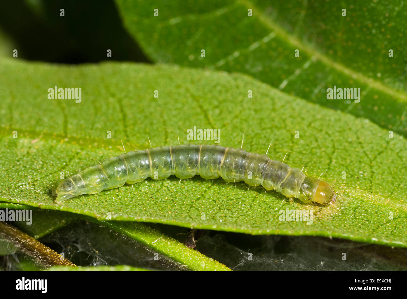 Agriculture - Closeup of a Light Brown Apple Moth larva (Epiphyas ...