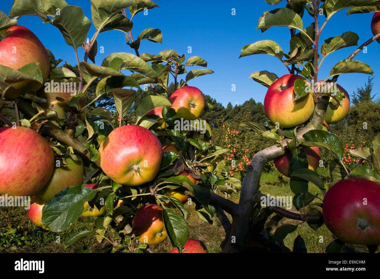 Agriculture - Mature, harvest ready Sierra Beauty apples on the tree ...