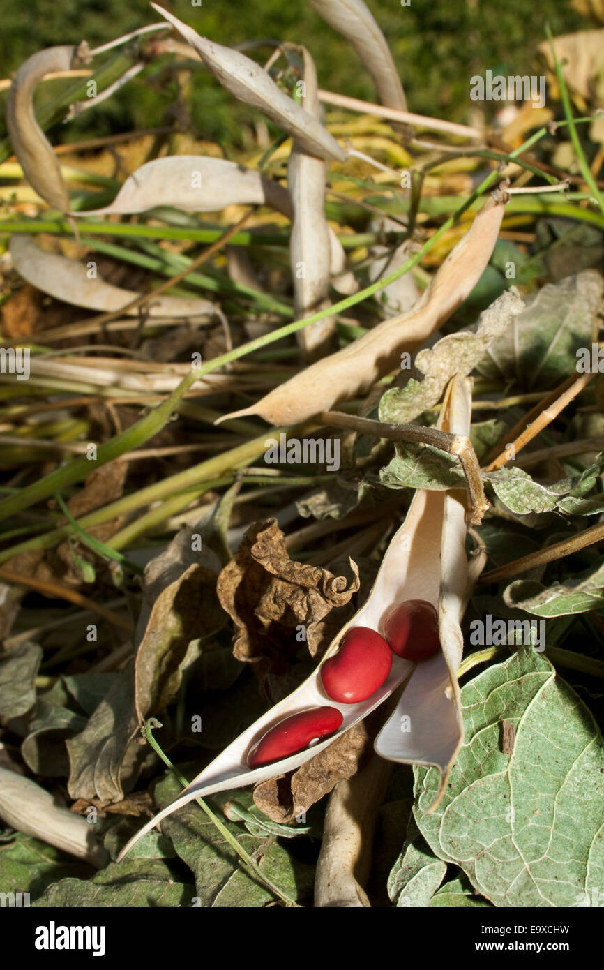 Kidney bean growing hi-res stock photography and images - Alamy