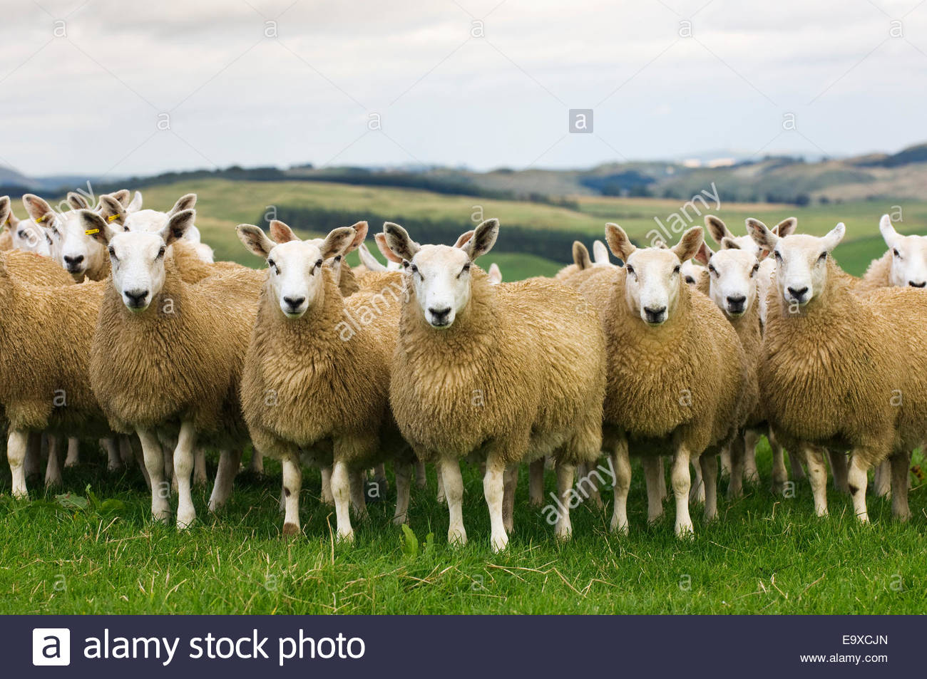 Leicester Fields Stock Photos & Leicester Fields Stock Images - Alamy