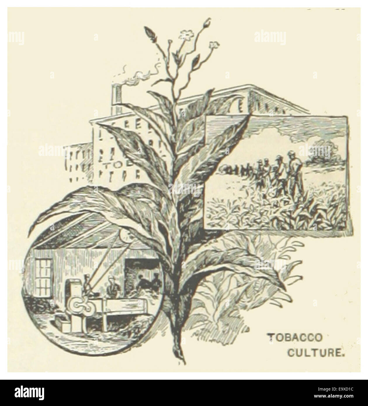 Tobacco Origin