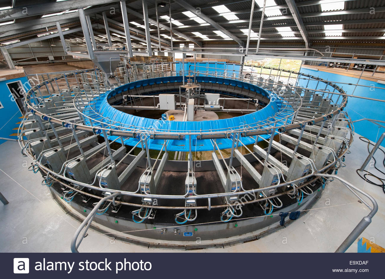 A rotary, or carousel, milking parlor that can accommodate 52 cows ...