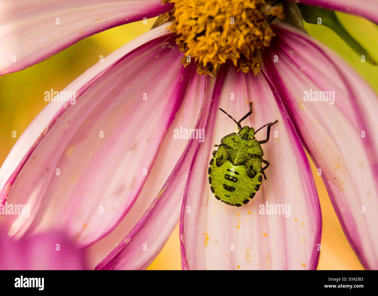 Stink flower hi-res stock photography and images - Alamy