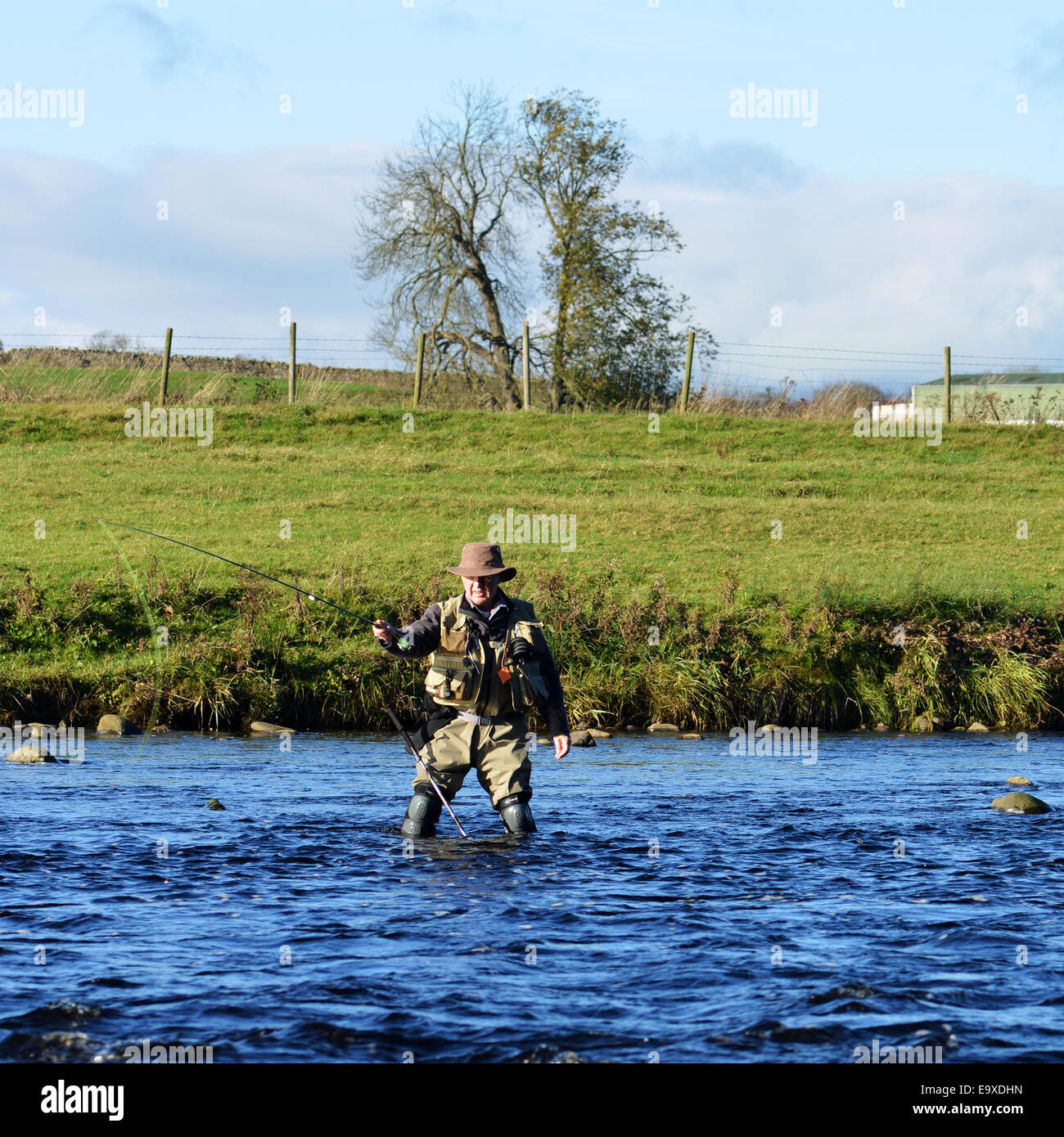 Man fly fishing on the River Tees in County Durham Stock Photo - Alamy
