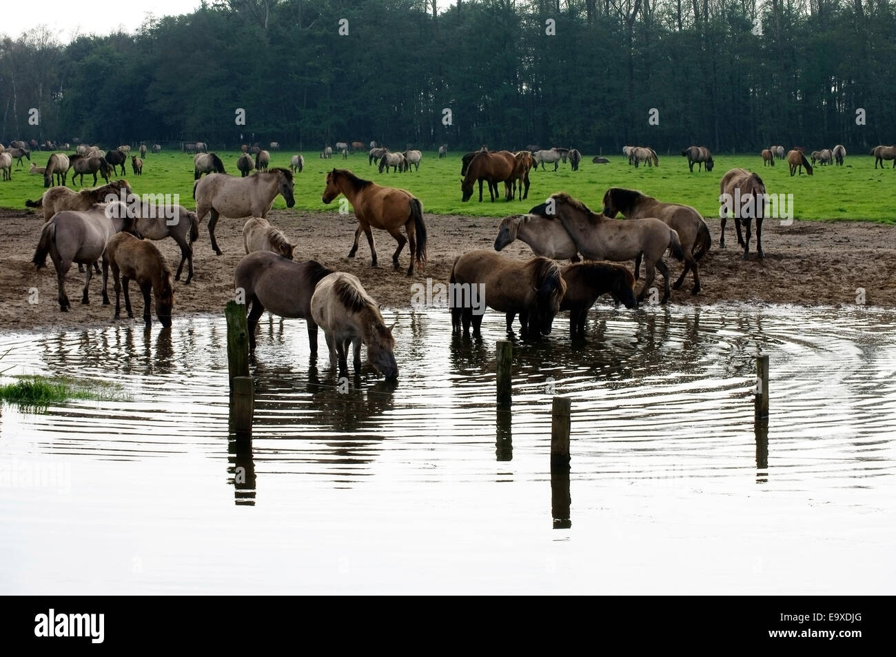 Dulmener horses hi-res stock photography and images - Alamy