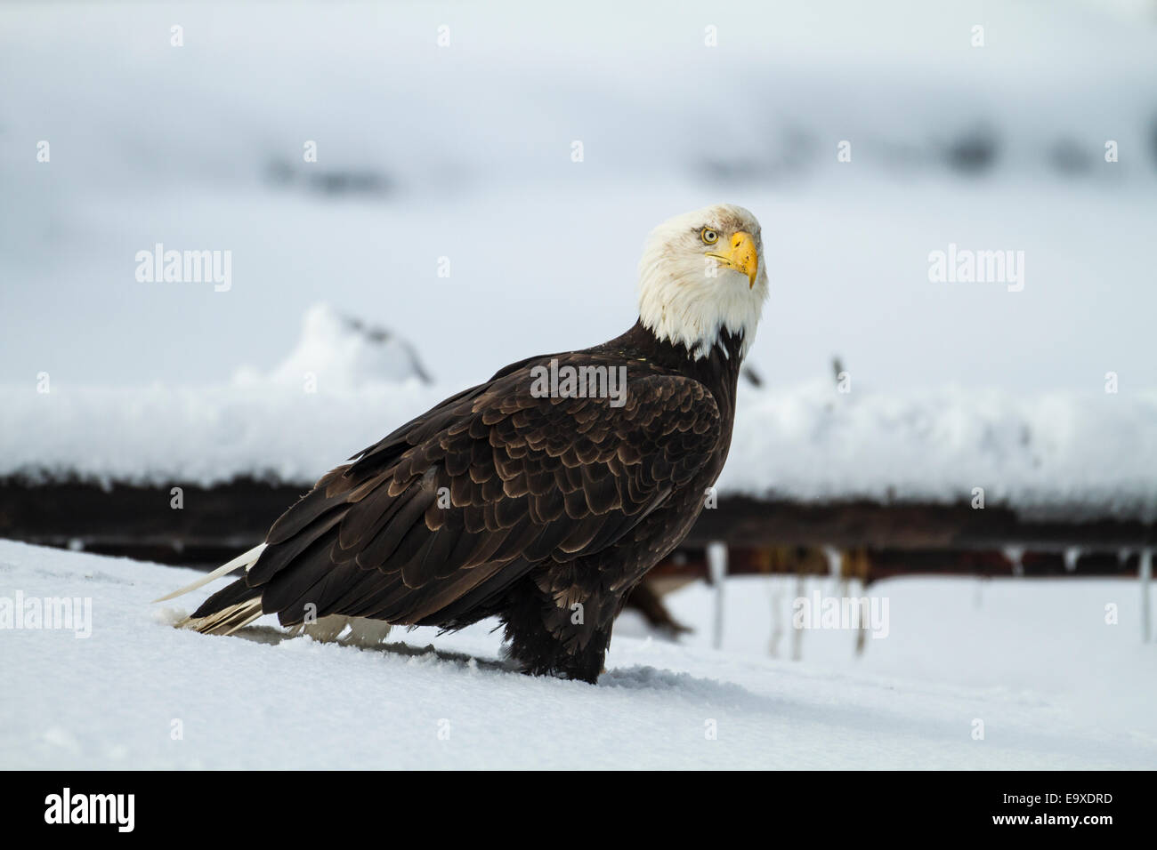 Bald eagle in Alaska Stock Photo - Alamy