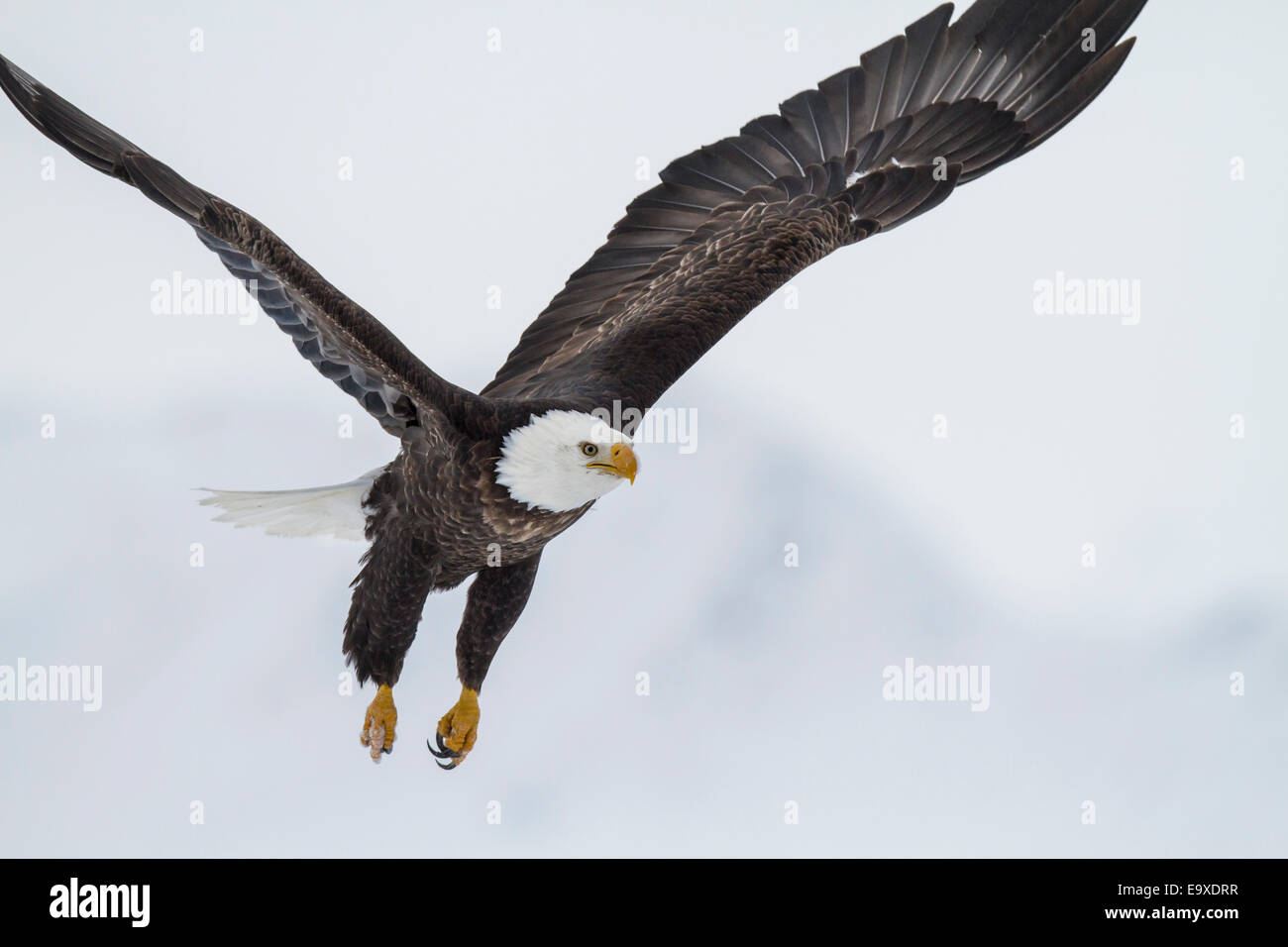 Bald eagle in Alaska Stock Photo - Alamy