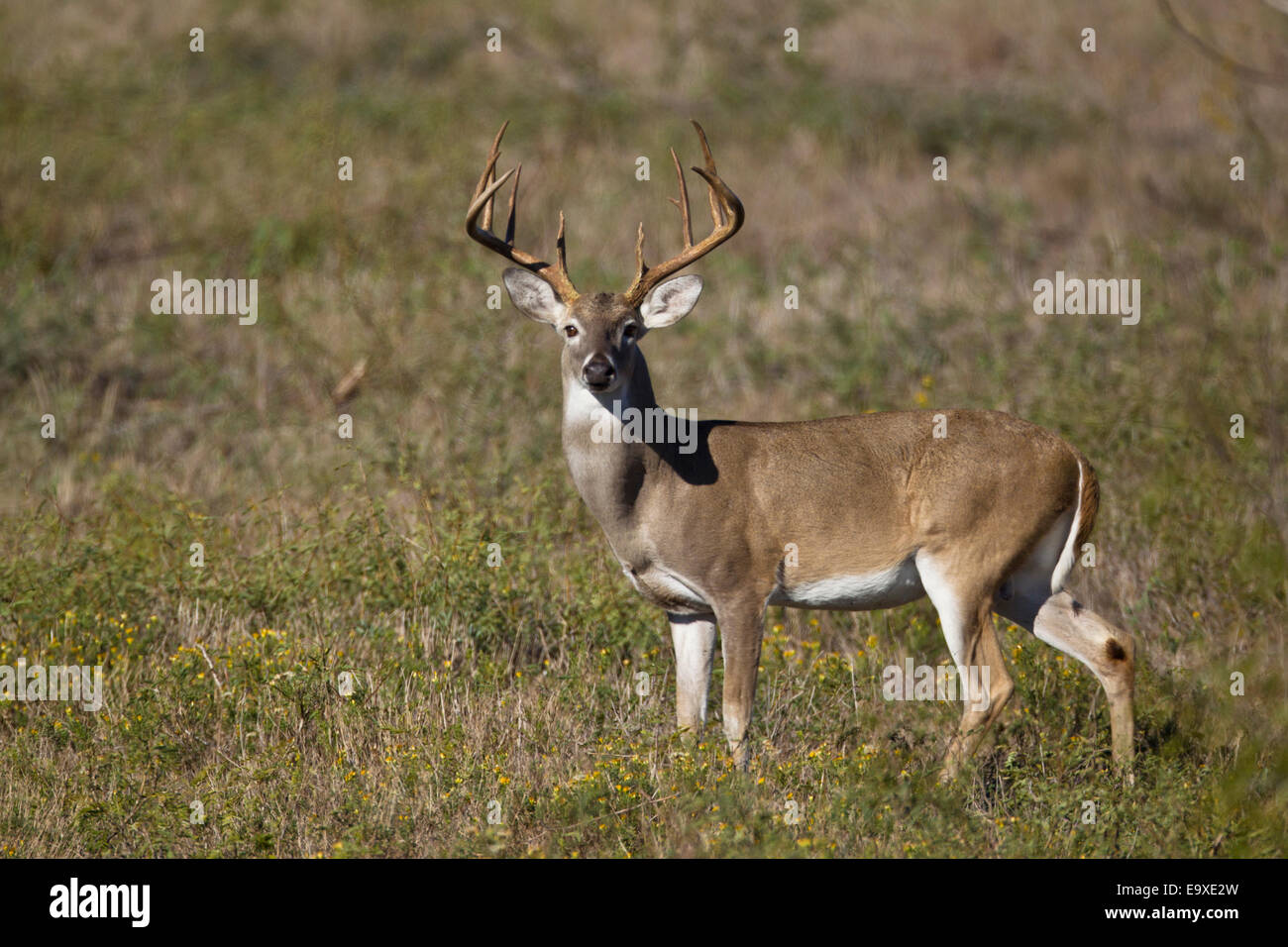 Whitetail buck hi-res stock photography and images - Alamy