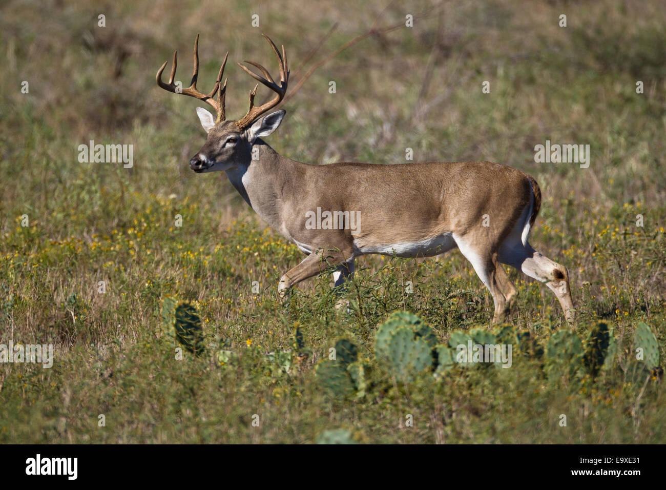 Whitetail buck in Texas Stock Photo - Alamy