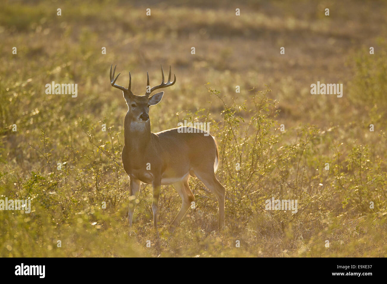 Whitetail buck in Texas Stock Photo - Alamy