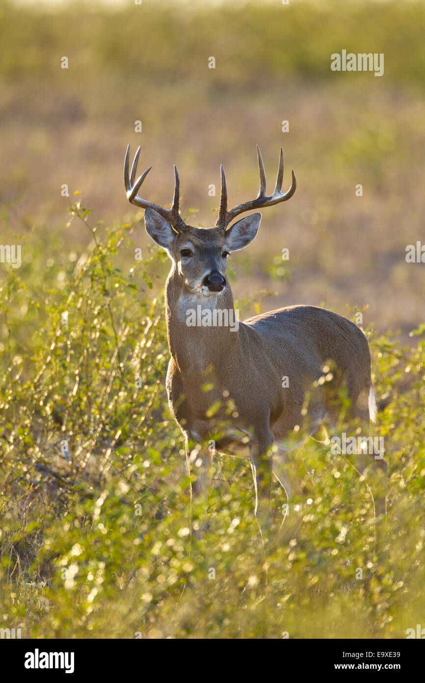 Whitetail buck in Texas Stock Photo - Alamy