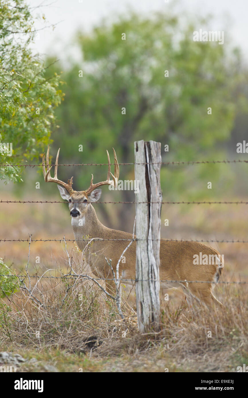 Whitetail buck in Texas Stock Photo - Alamy