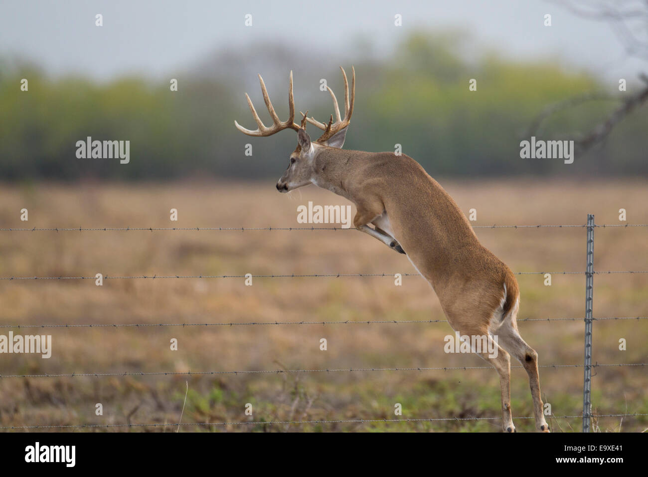 Whitetail Buck Jumping Over A Fence Build An Invisible Fence Around