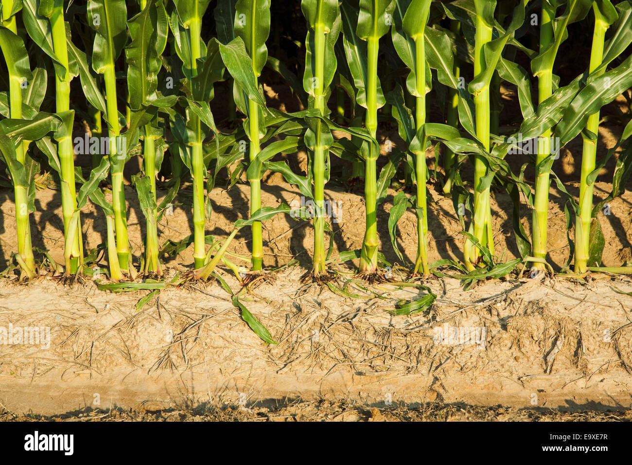 Sideview of a row of mid growth grain corn plants showing the lower ...
