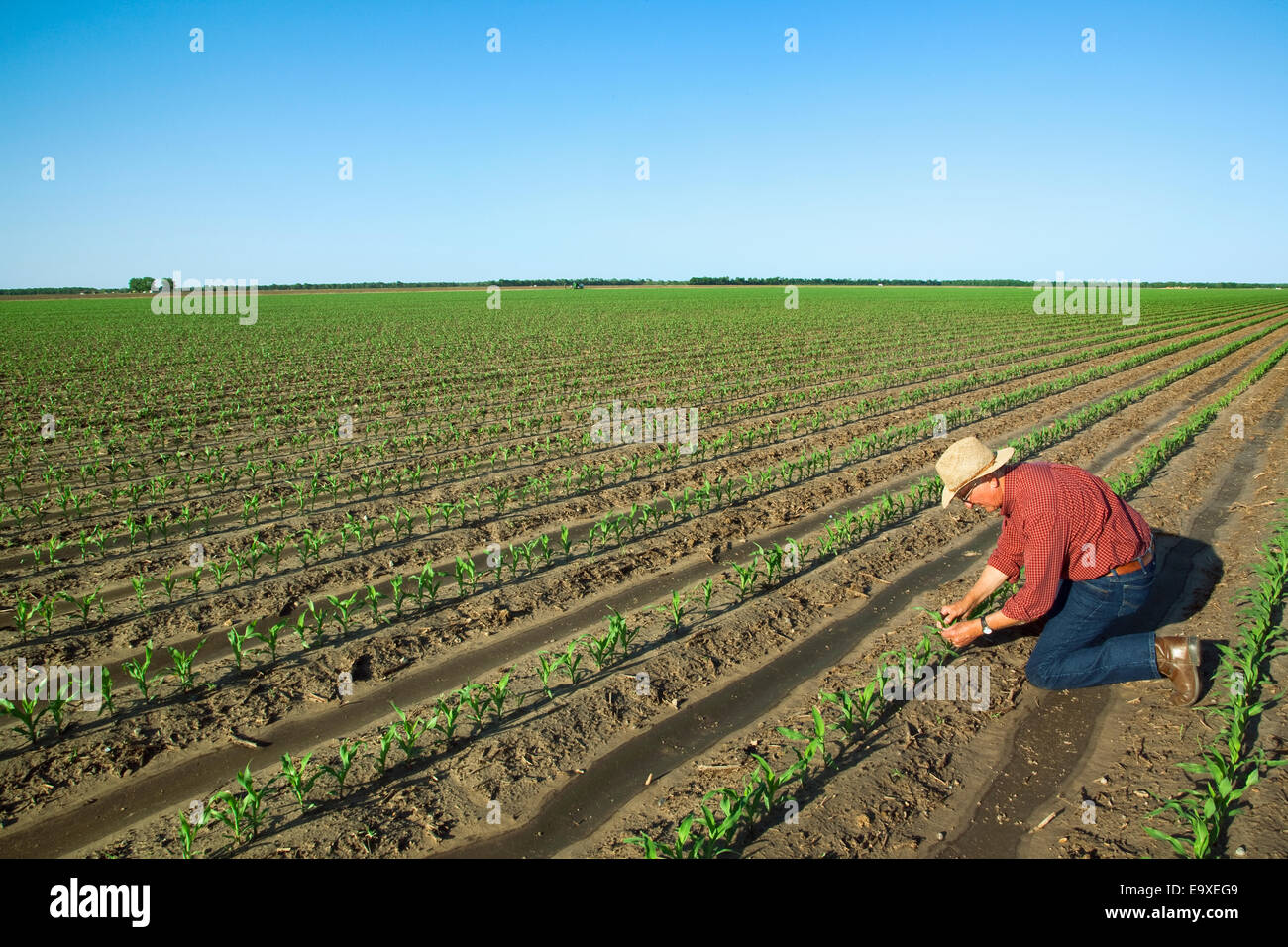 Agriculture - A farmer (grower) examines early growth grain corn plants ...