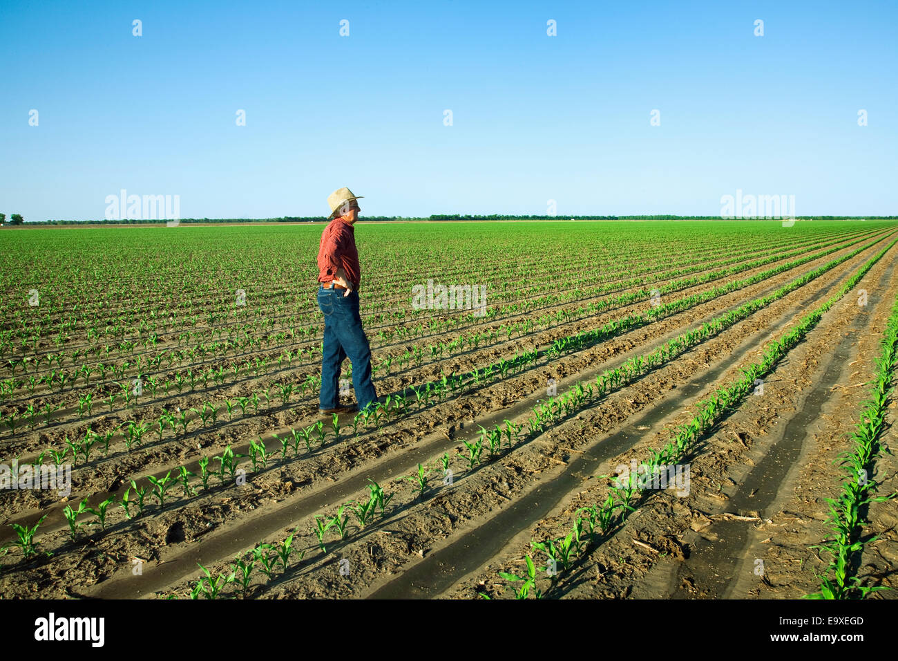 Farmers inspecting corn crops hi-res stock photography and images - Alamy