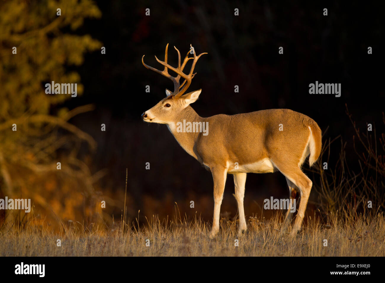 Whitetail buck deer hi-res stock photography and images - Alamy