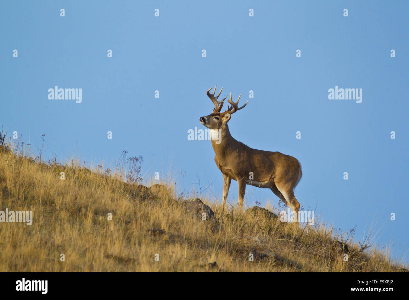 Whitetail deer running hi-res stock photography and images - Alamy