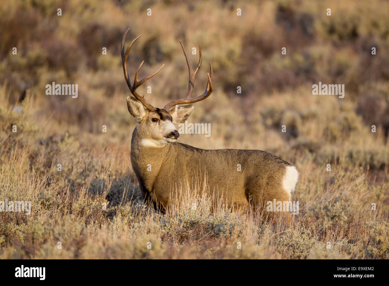 Mule deer buck during the autumn rut in western Wyoming Stock Photo - Alamy