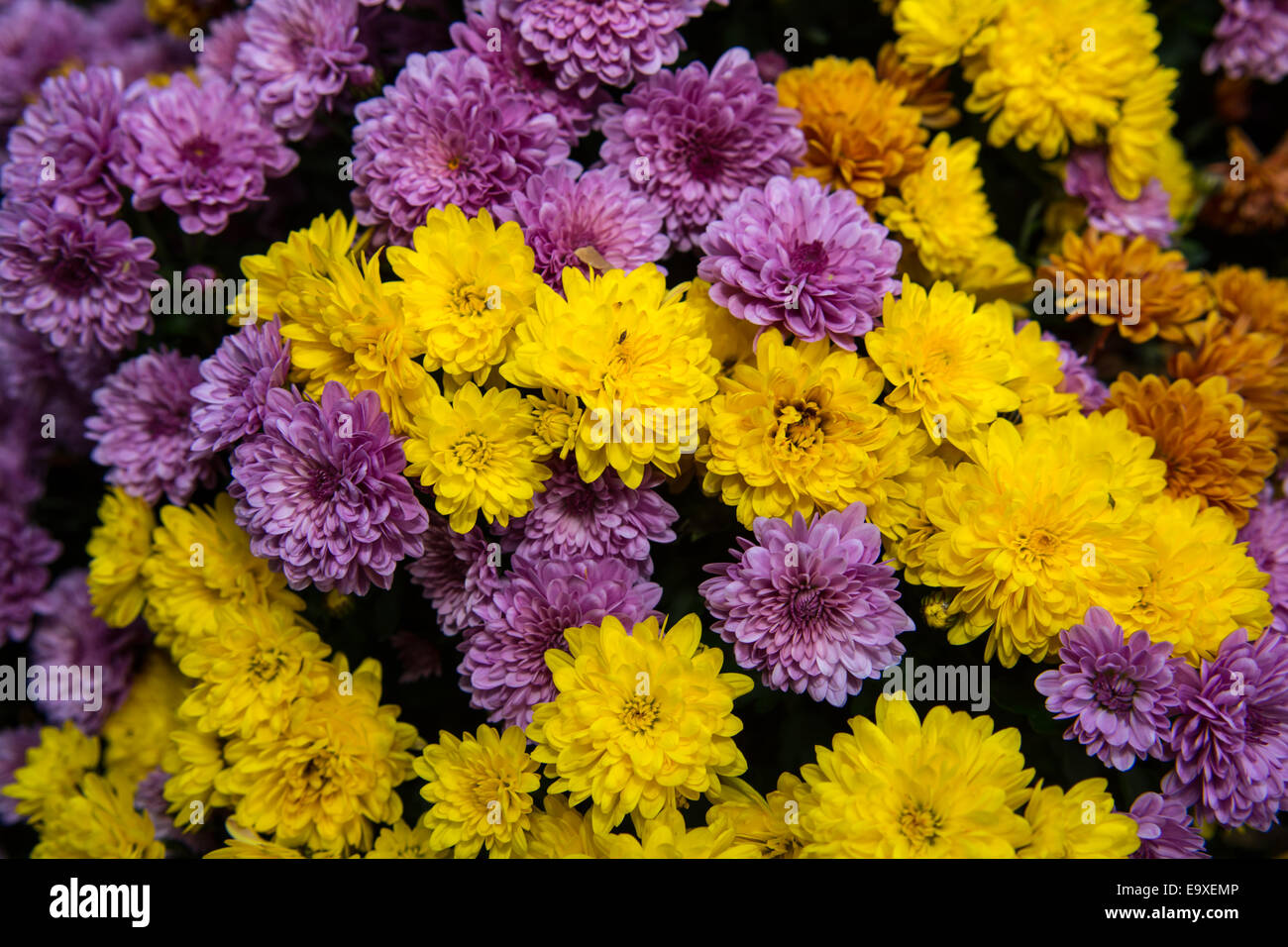 Purple and yellow mums hi-res stock photography and images - Alamy