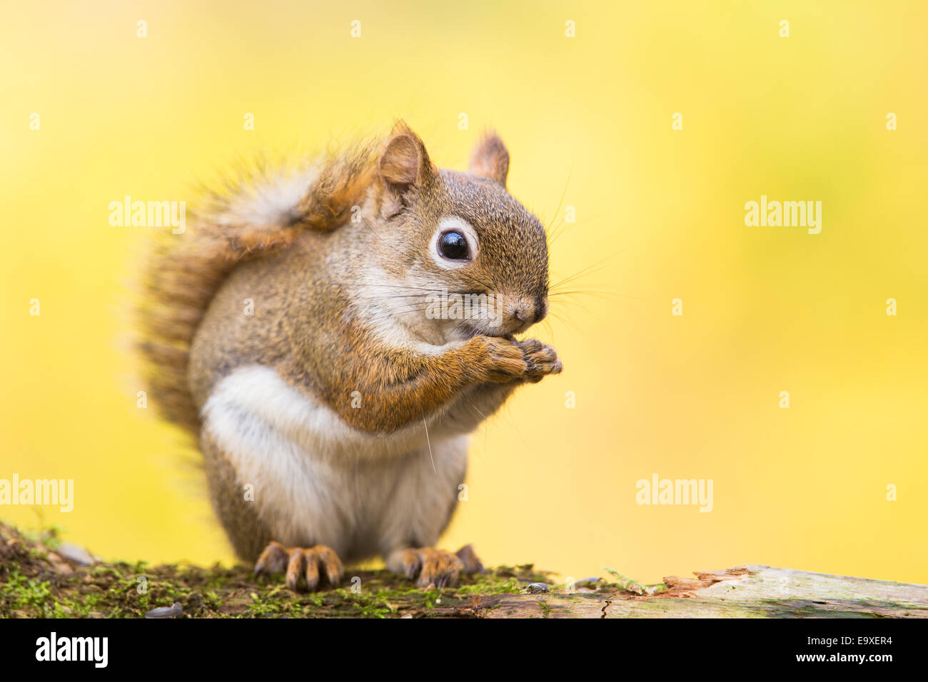 Cute American red squirrel in autumn golden light (Tamiasciurus ...