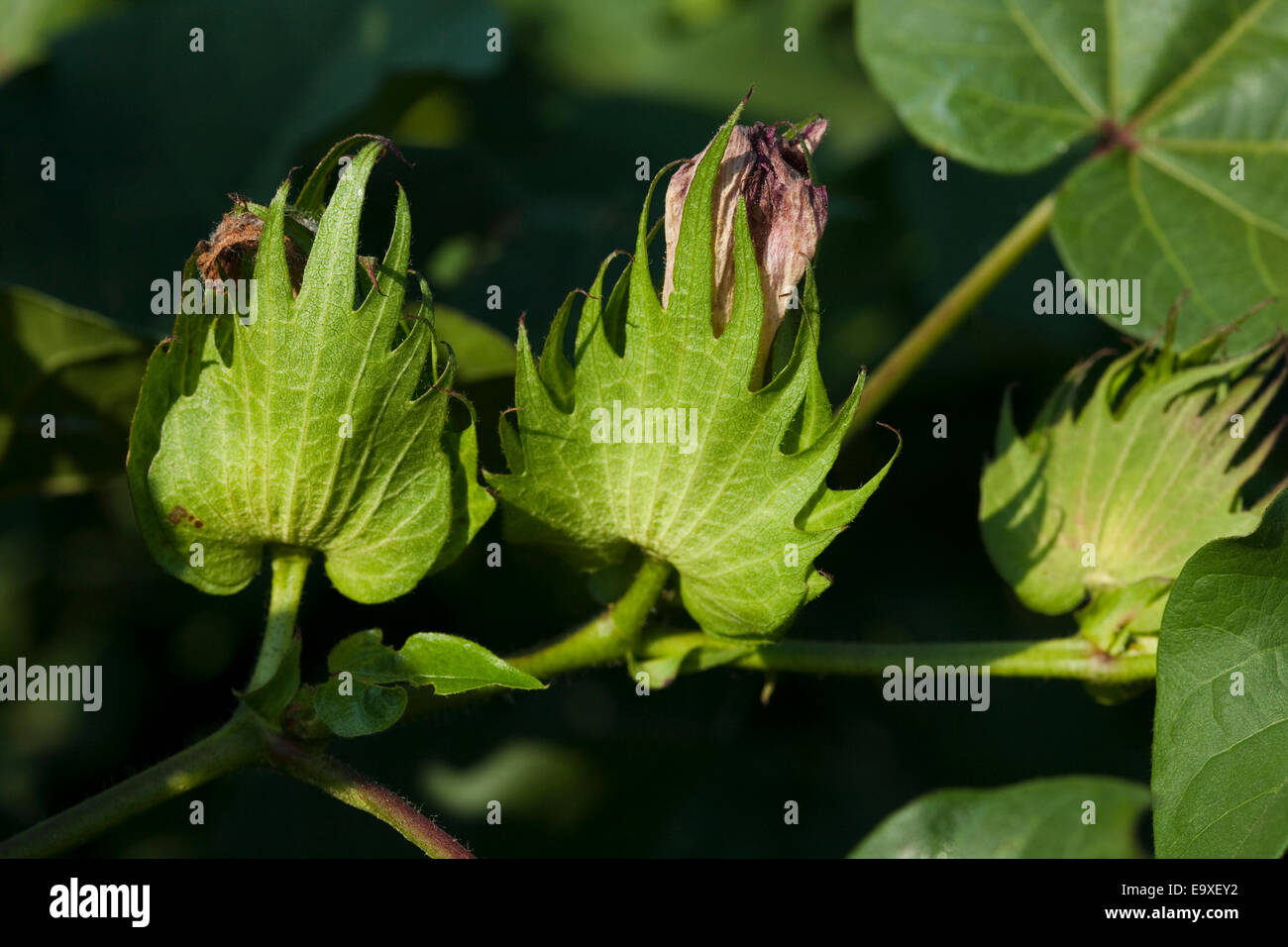 Boll formation hi-res stock photography and images - Alamy