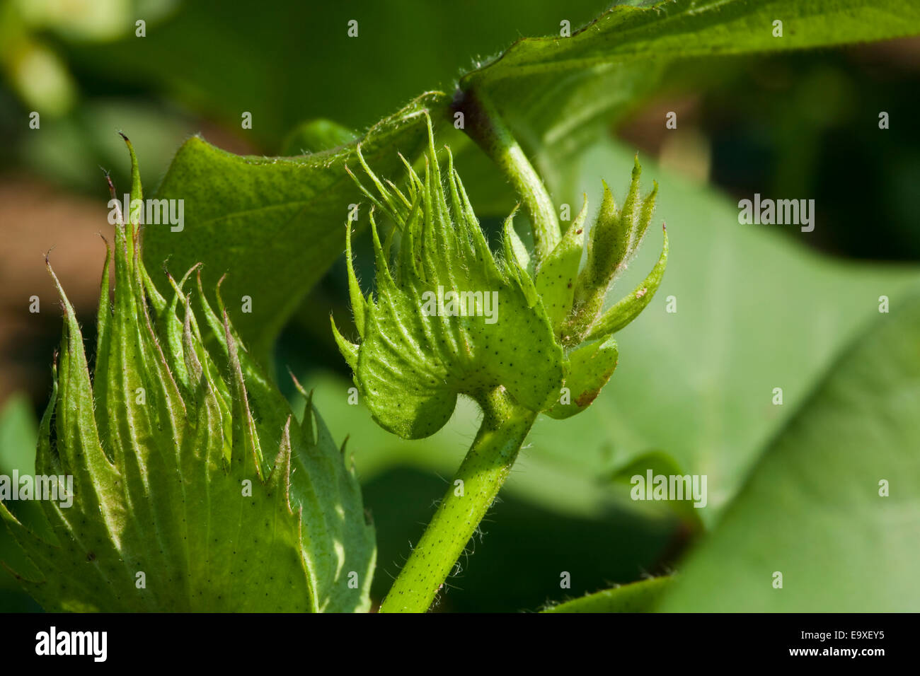 Agriculture - Closeup of cotton squares prior to the bloom stage ...