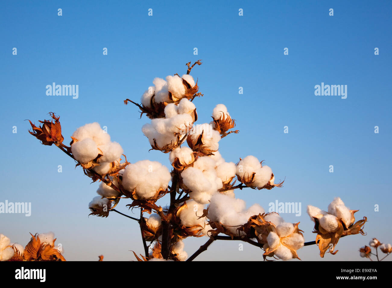 High yield crops hi-res stock photography and images - Alamy