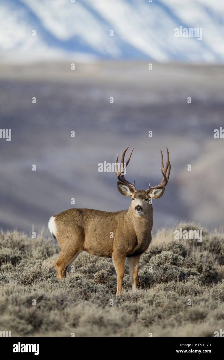 Mule deer buck during the autumn rut in western Wyoming Stock Photo - Alamy