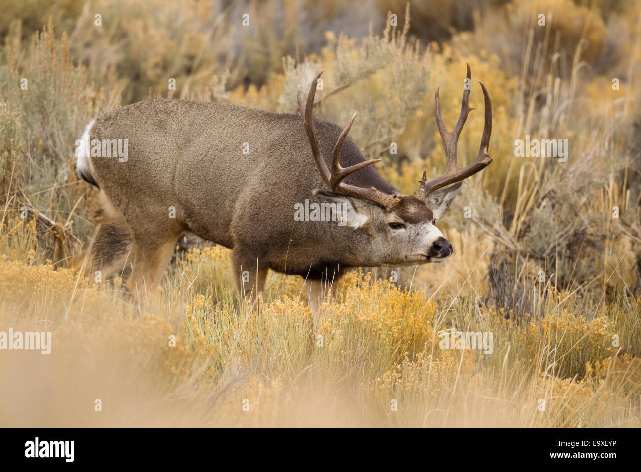 Mule deer buck during the autumn rut in western Wyoming Stock Photo - Alamy