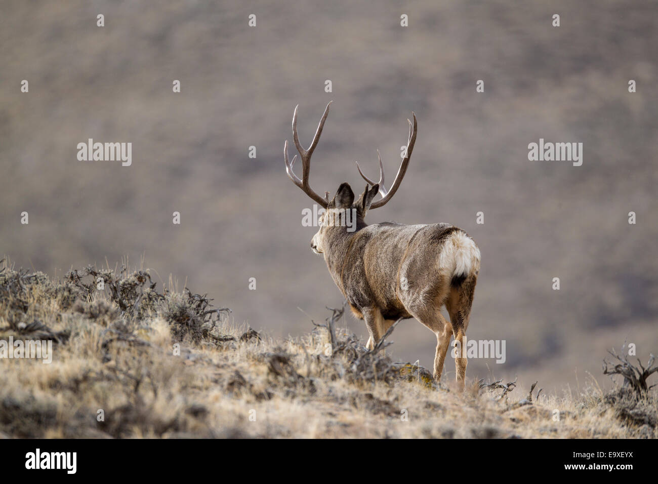 Mule deer buck during the autumn rut in western Wyoming Stock Photo - Alamy