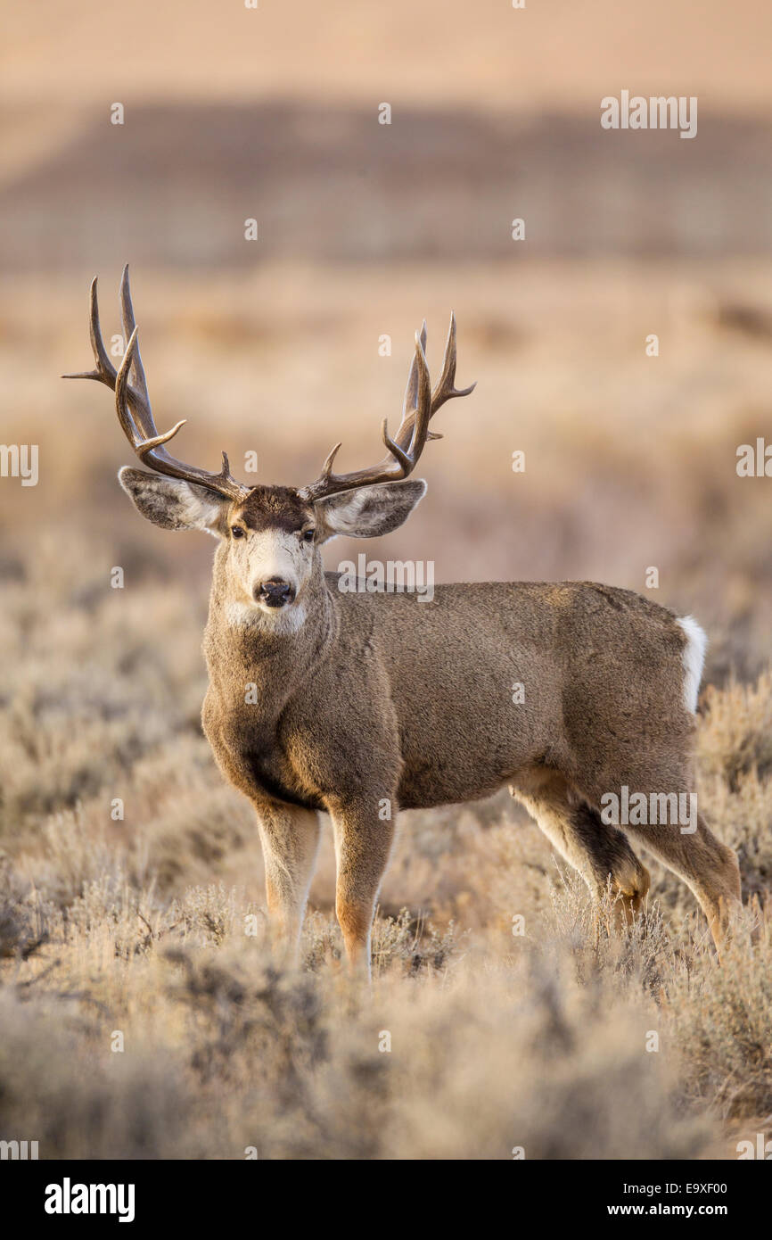 Mule deer buck during the autumn rut in western Wyoming Stock Photo - Alamy
