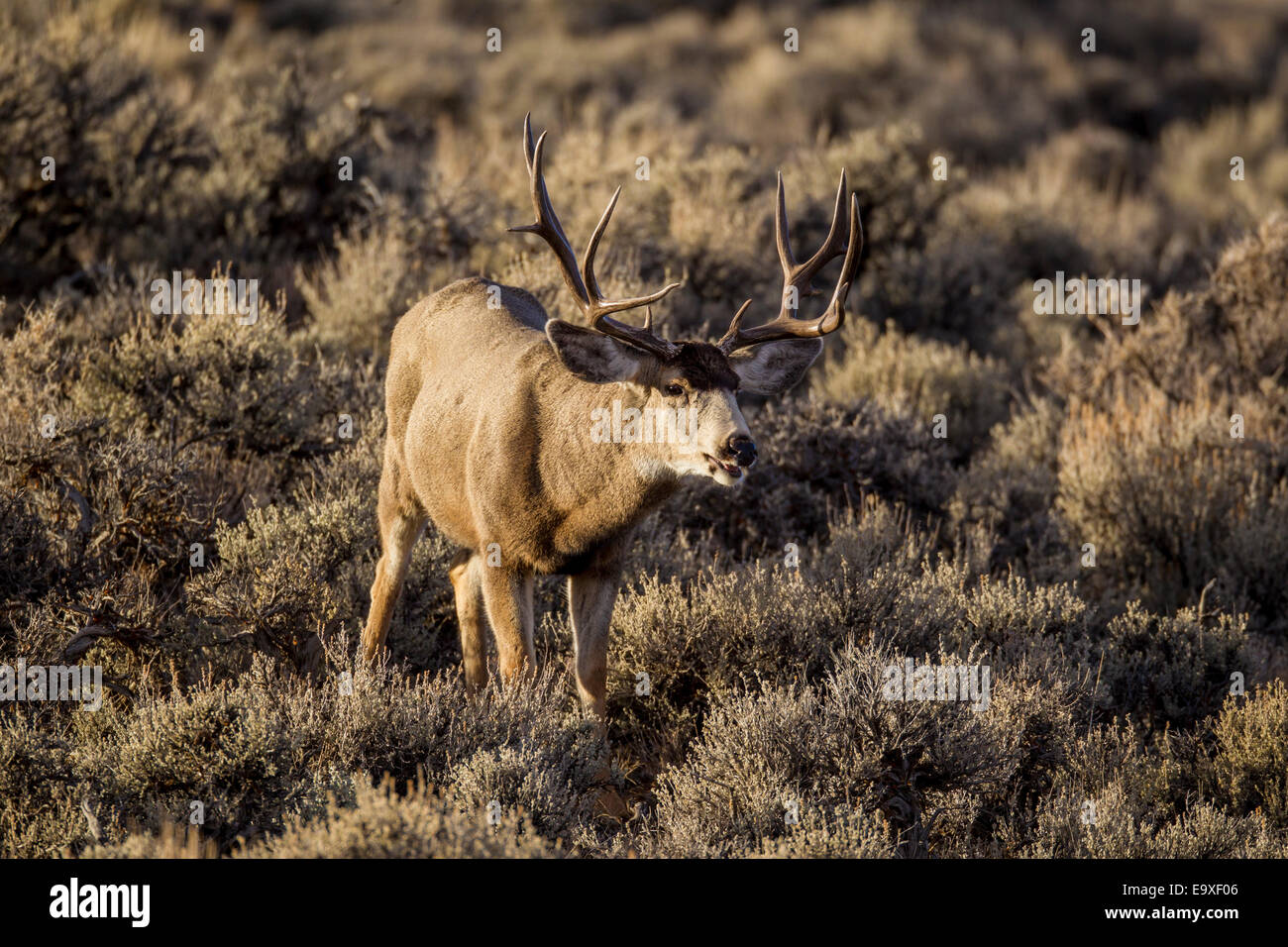 Mule deer buck during the autumn rut in western Wyoming Stock Photo - Alamy
