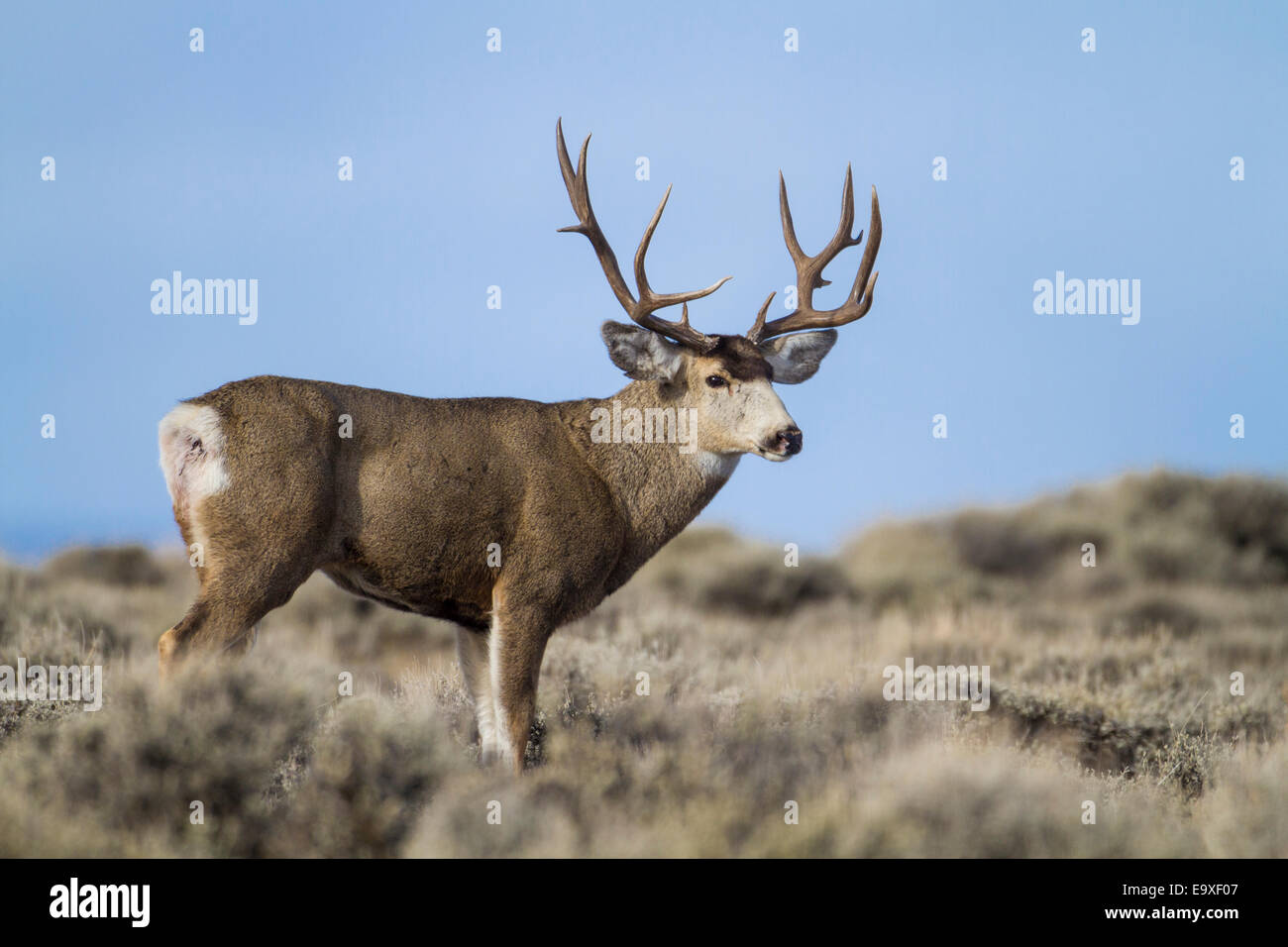 Mule deer buck during the autumn rut in Southwest Wyoming Stock Photo ...