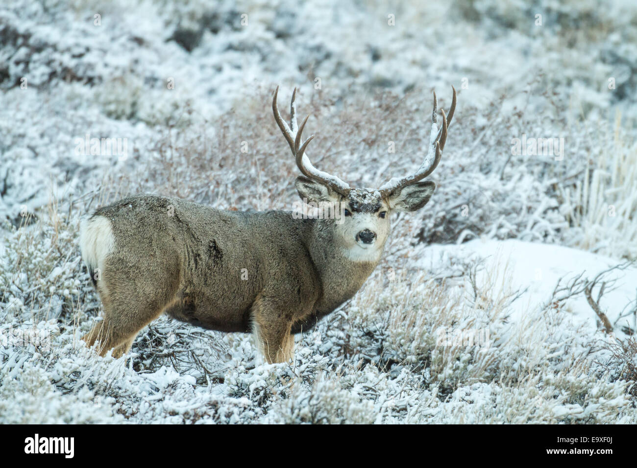 Mule deer buck during the autumn rut in western Wyoming Stock Photo - Alamy